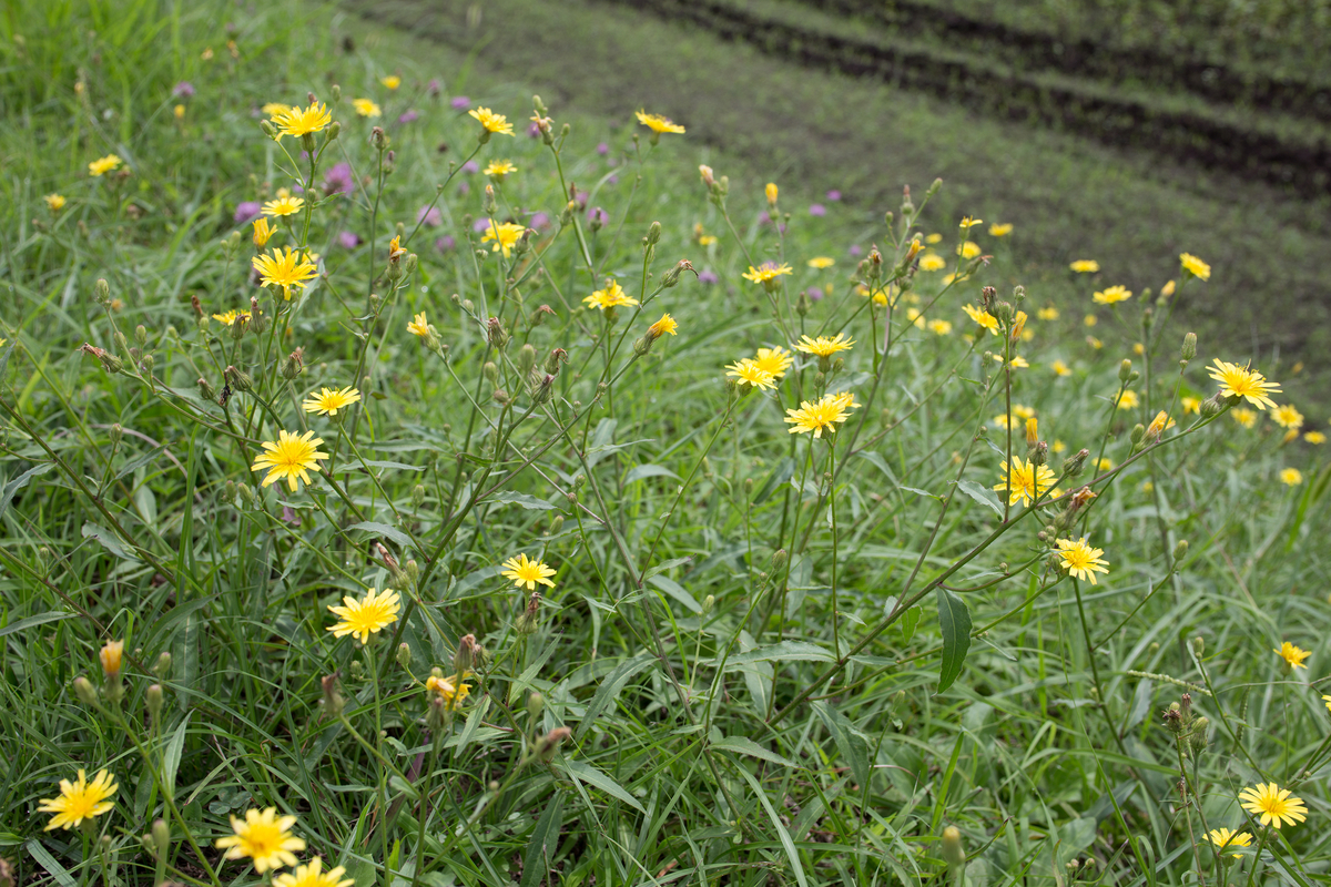 畦 - 星景写真の壁打ち場