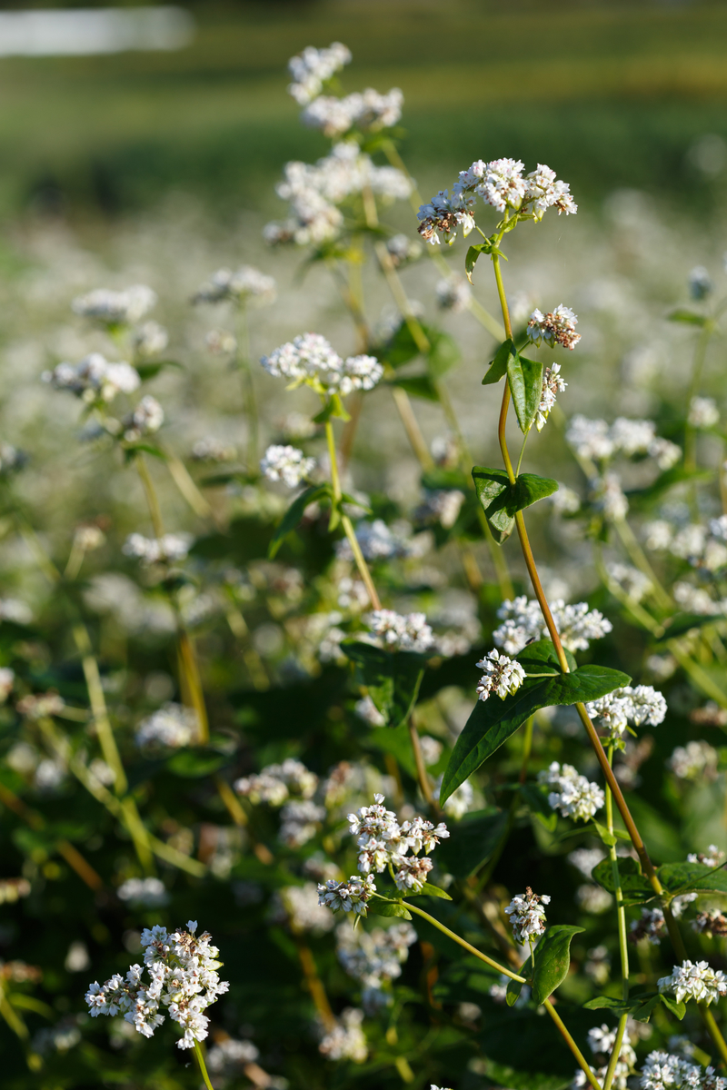 朝 - 星景写真の壁打ち場