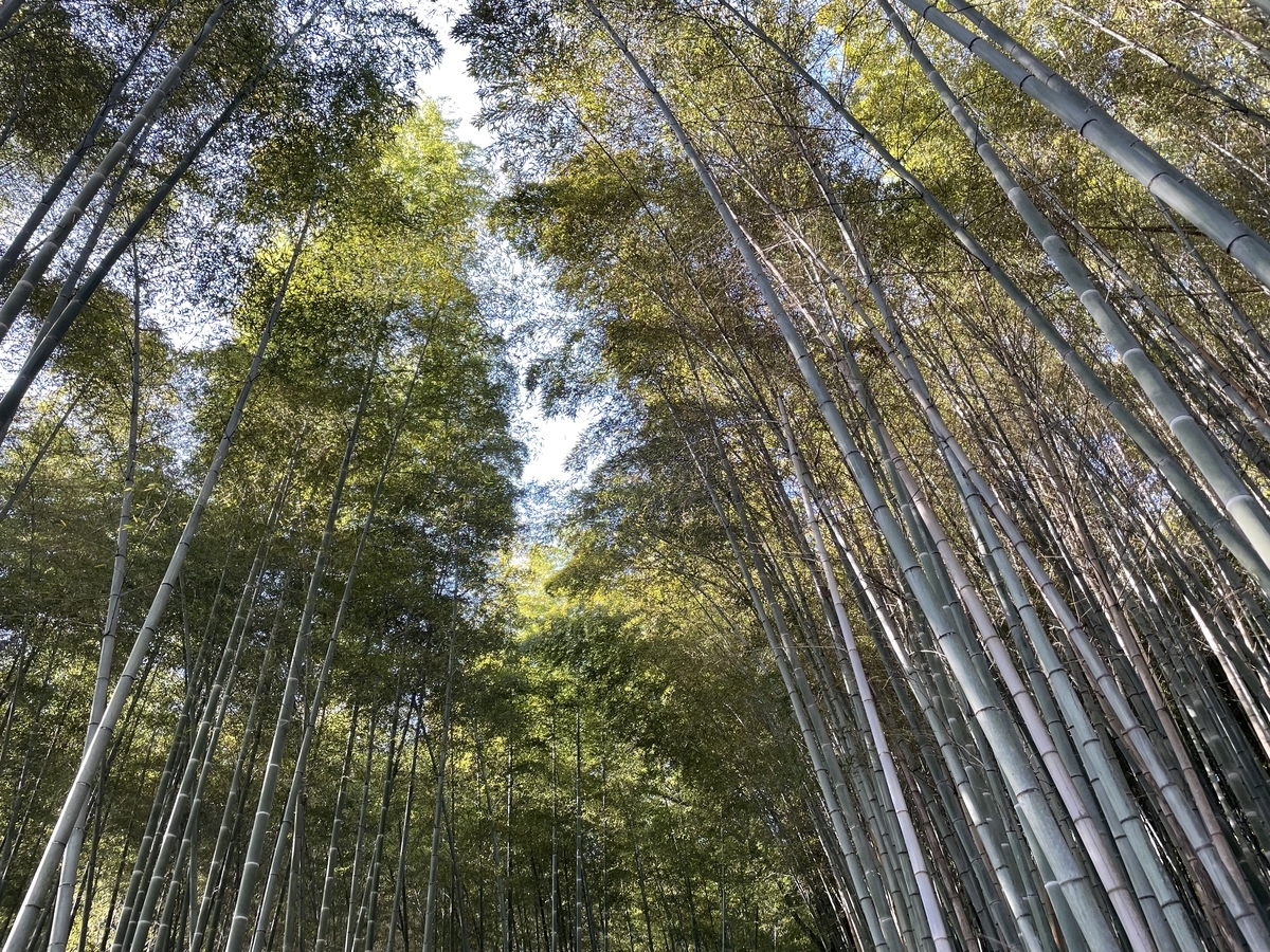 秋の京都2日目｜嵐山の竹林・渡月橋・トロッコ電車を満喫する大人旅 - yammy’s BLOG