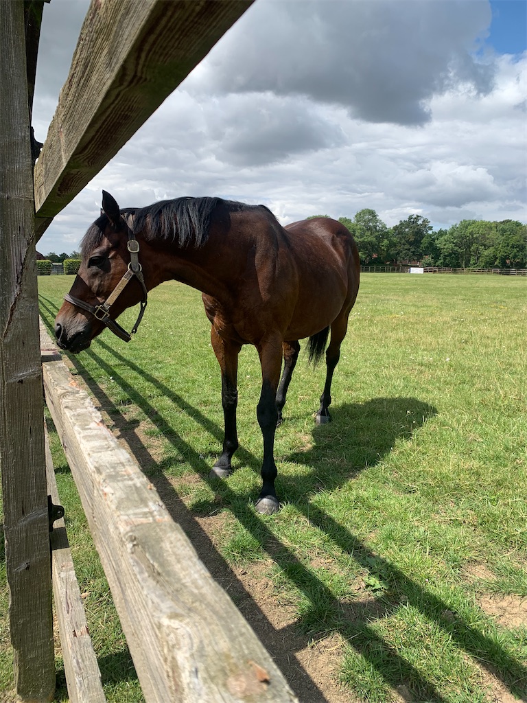 ニューマーケット、Dalham Hallスタッドツアー Vol.3 - 一口馬主ダイアリー