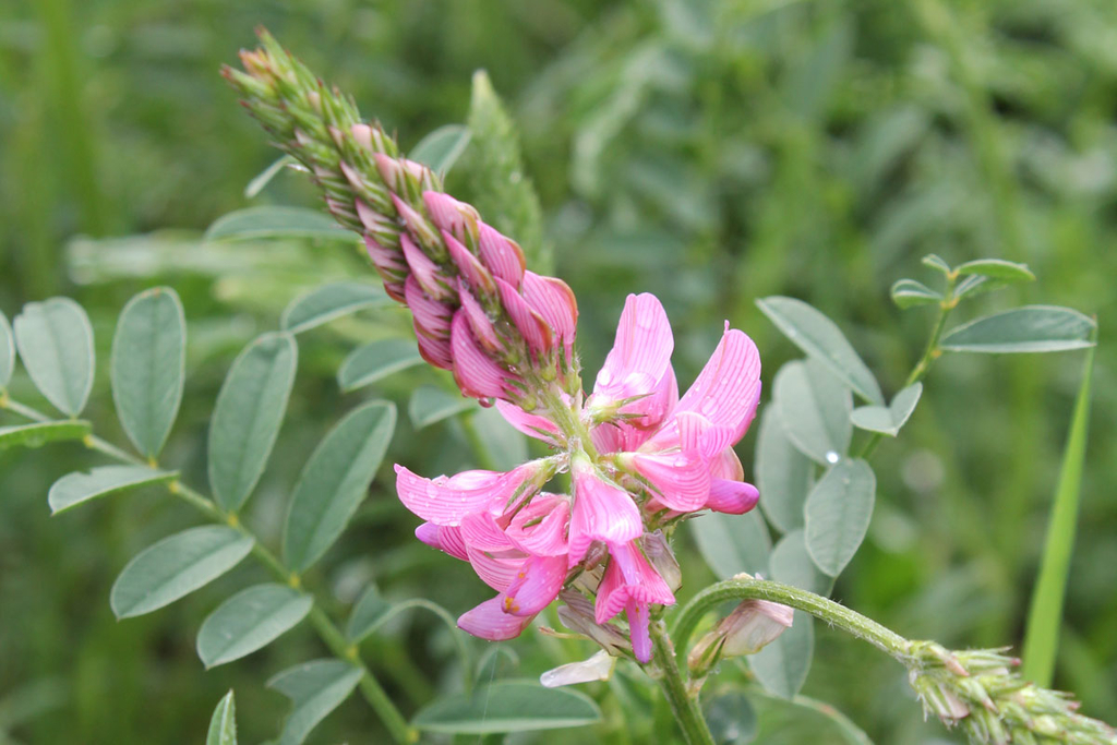 The Influence of Row Spacing on Yield and Quality Levels of Sainfoin ...