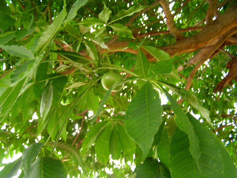 Comparison of some physicochemical properties of oil extracted from ...