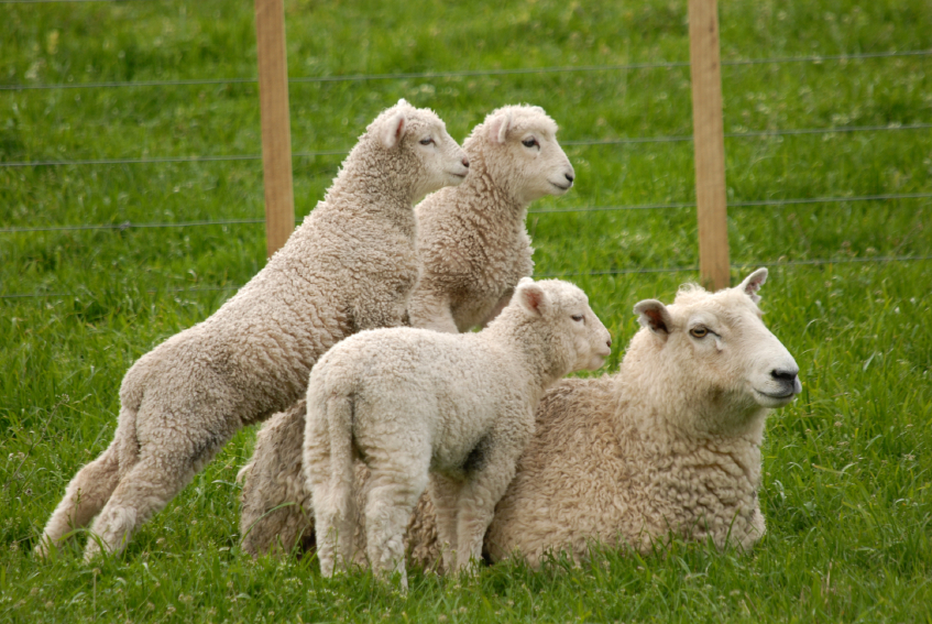 Mineral status of OuledDjellal breeding sheep according to food ration ...