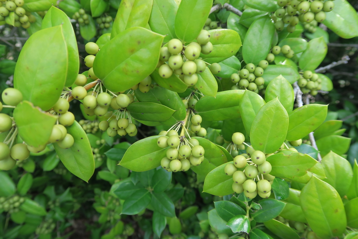 Political Chaos Without Justice: “Work, Work, and Work!” - Yusuke ...