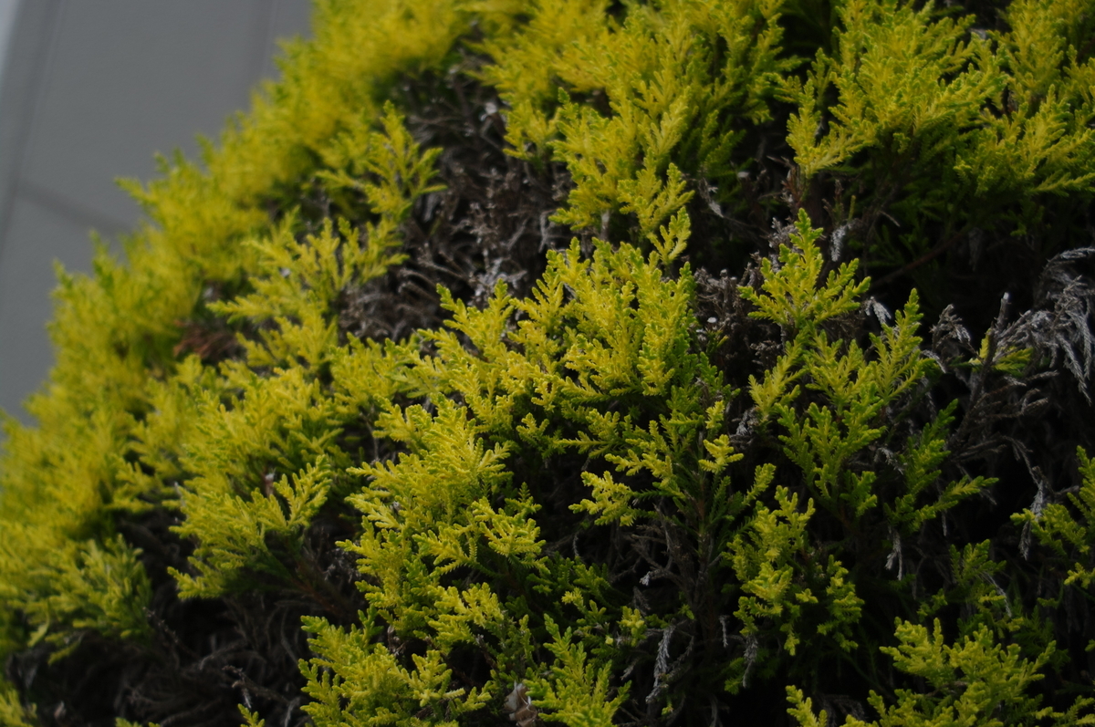 【レンズのお話】 smc PENTAX-F 35-80mm f4-5.6 - そらさんの日記