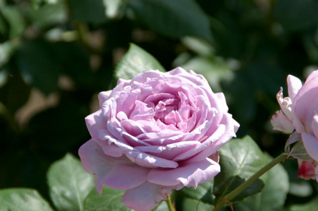 バラ園に行ってきました！ - さすらいのギャンブラー