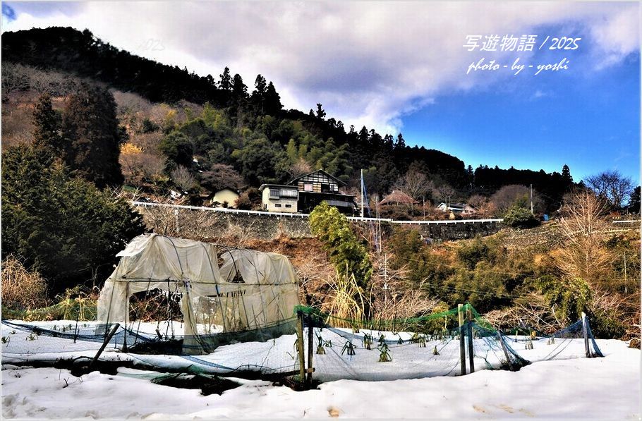 残紅葉と雪 - 写遊物語