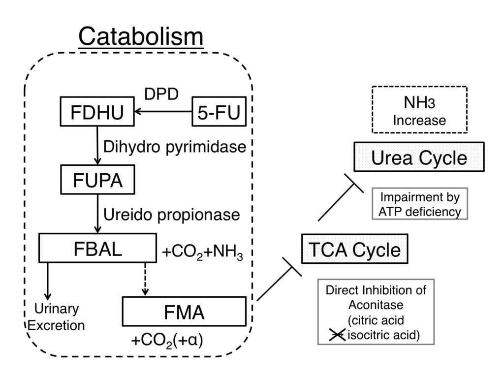 5-FUによる高アンモニア血症では、異化産物のFBALとFMAが蓄積 - Yoshi Nishikawa Blog