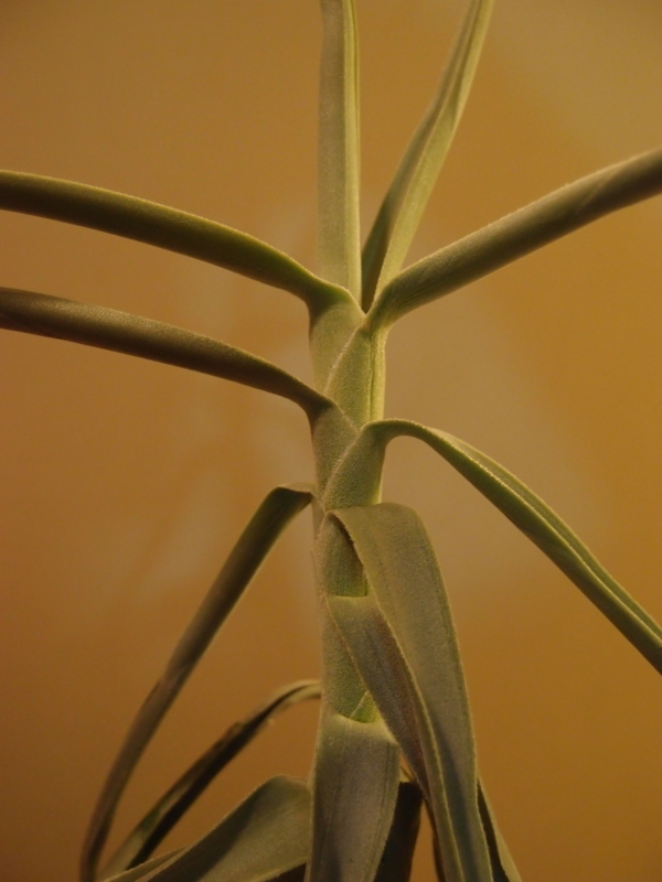 T.duratii の成長 - YOSHIDA LAB's BLOG