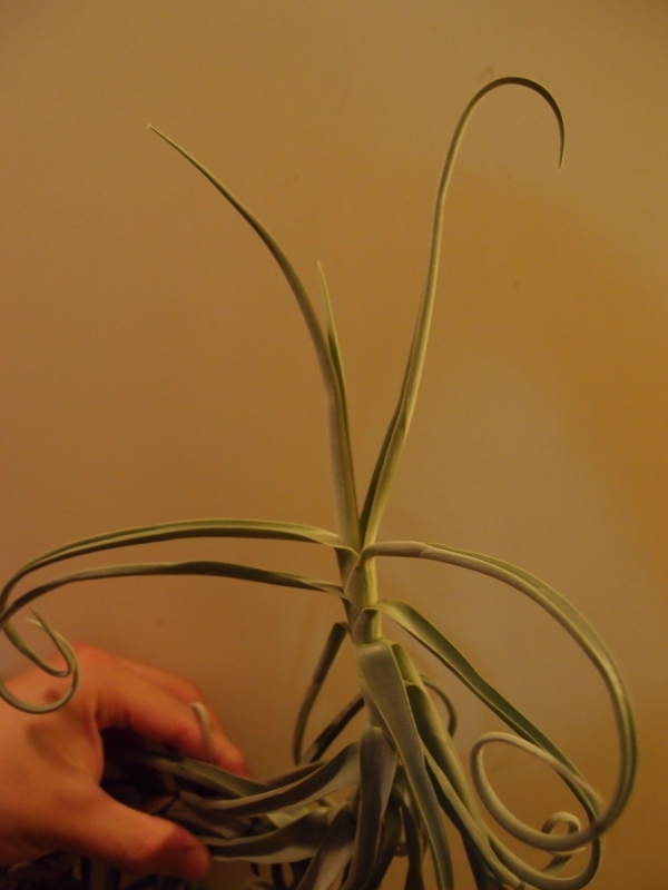 T.duratii の成長 - YOSHIDA LAB's BLOG