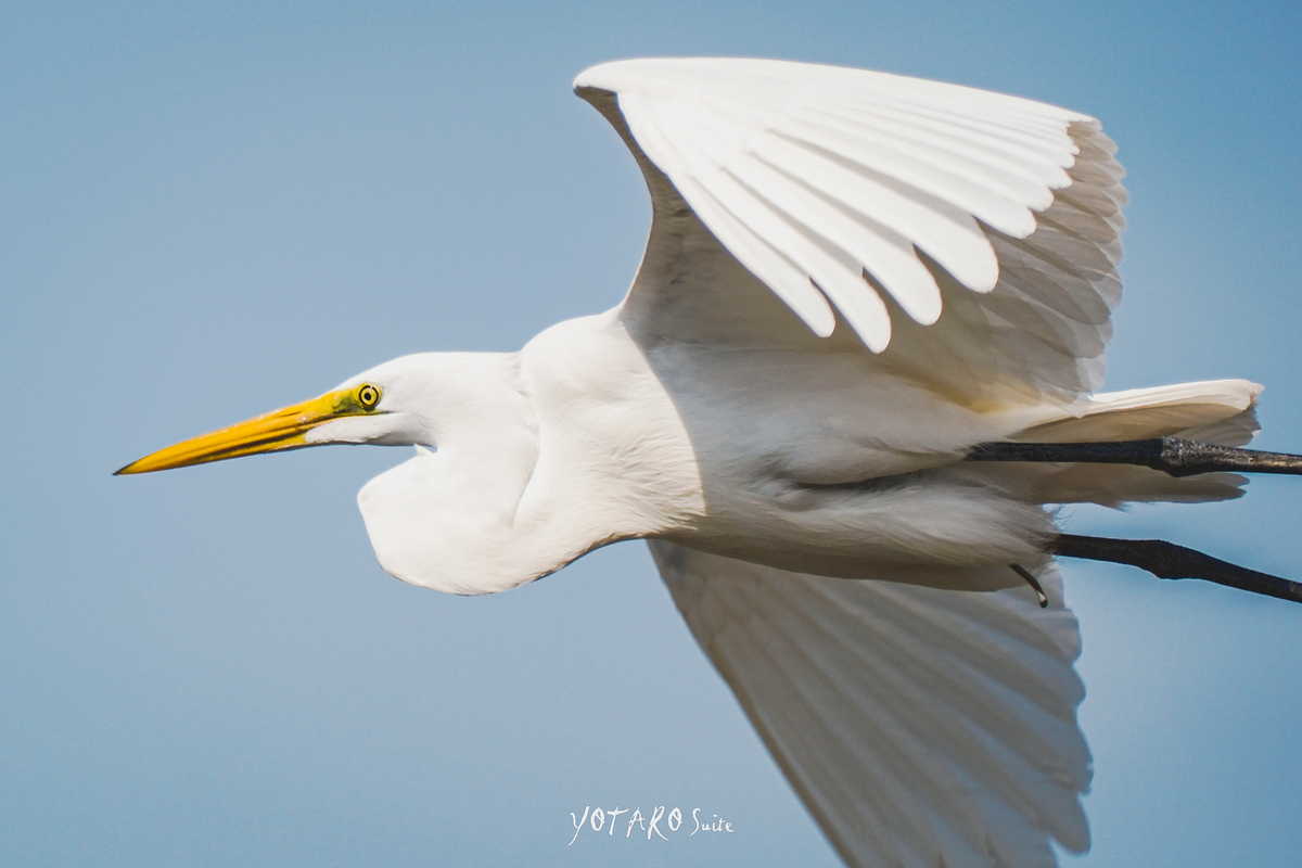 【XF70-300mm f4-5.6】で元日は白サギ撮影 - MONOKIRI 35mm