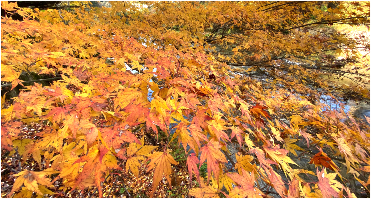 片道2時間、椎茸食べ放題の小さな旅 - yshigu’s diary