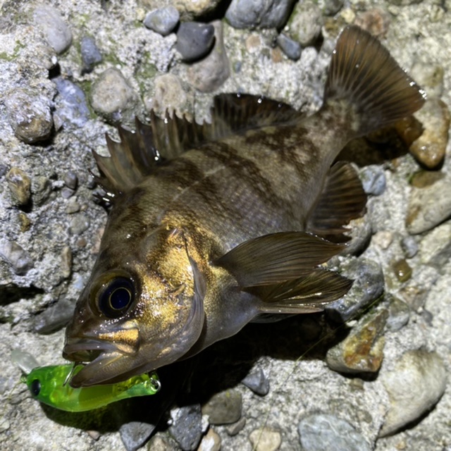 メバル釣りの記録｜5月が本命ポイントを最速レビュー - YU-KINの、大自然に感謝っ！