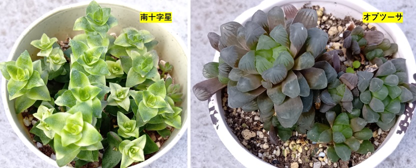 南十字星とマルガンHYB 他 20250707 - 春の黄緑 秋の黄橙