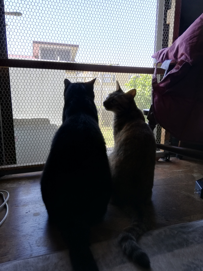 我が家の癒し担当 - yukai-jijiの日記