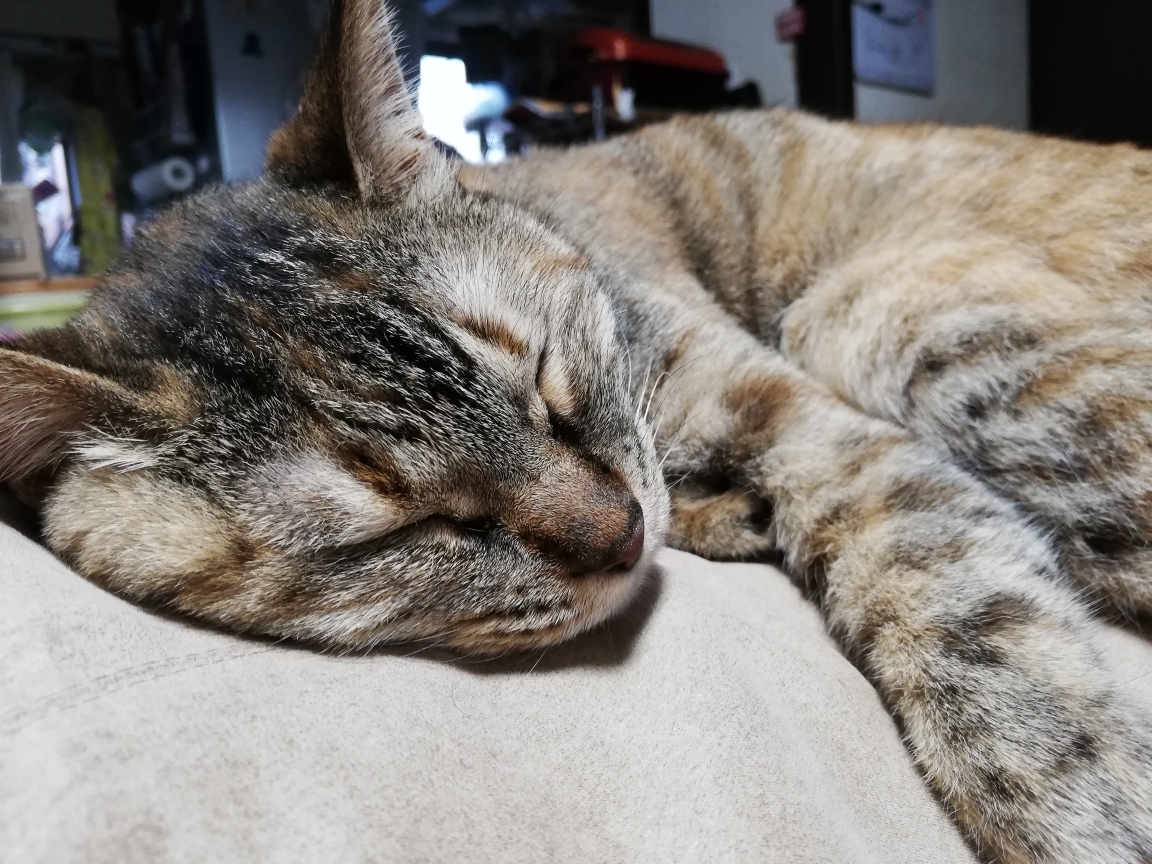 多分、カンナ - yukai-jijiの日記