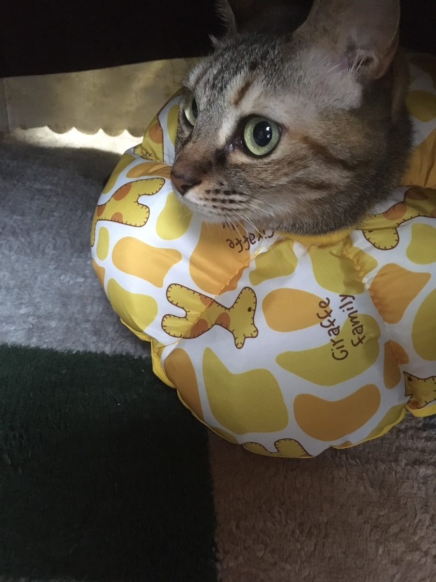 無事、手術終了 - yukai-jijiの日記