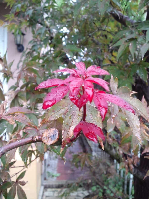 2012年10月27日 誕生日（^^） - yukane-naito’s diary