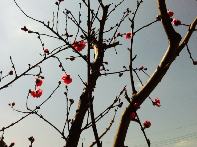 体調回復しました！ - yukane-naito’s diary