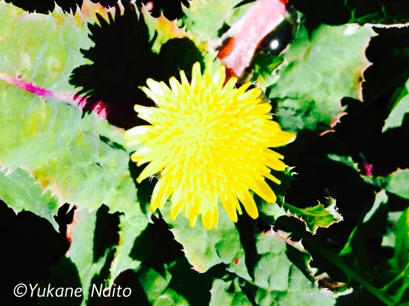 写真作品『シックな感じのタンポポ』 - yukane-naito’s diary