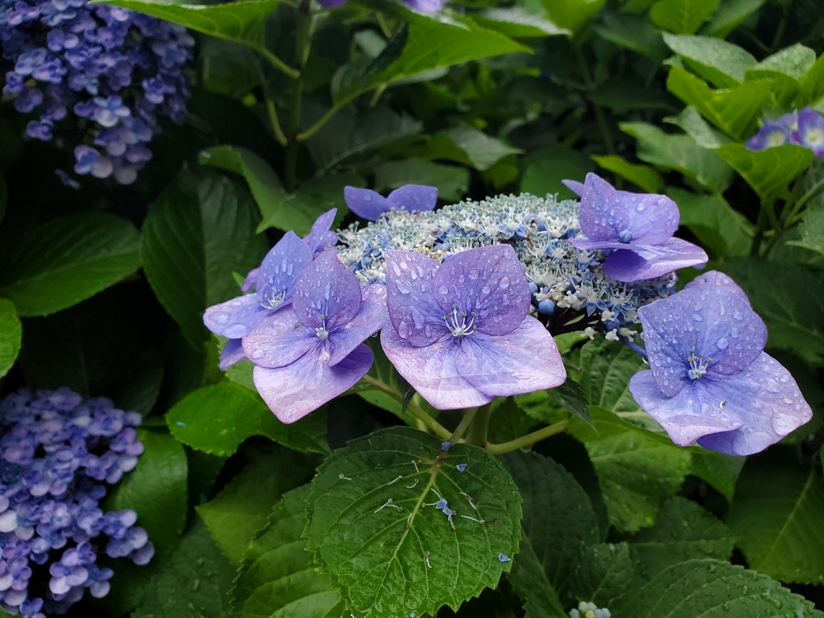 E2Eテスト自動化サービスmablでテストケースを作成する際のルールを作った話 - エムスリーテックブログ