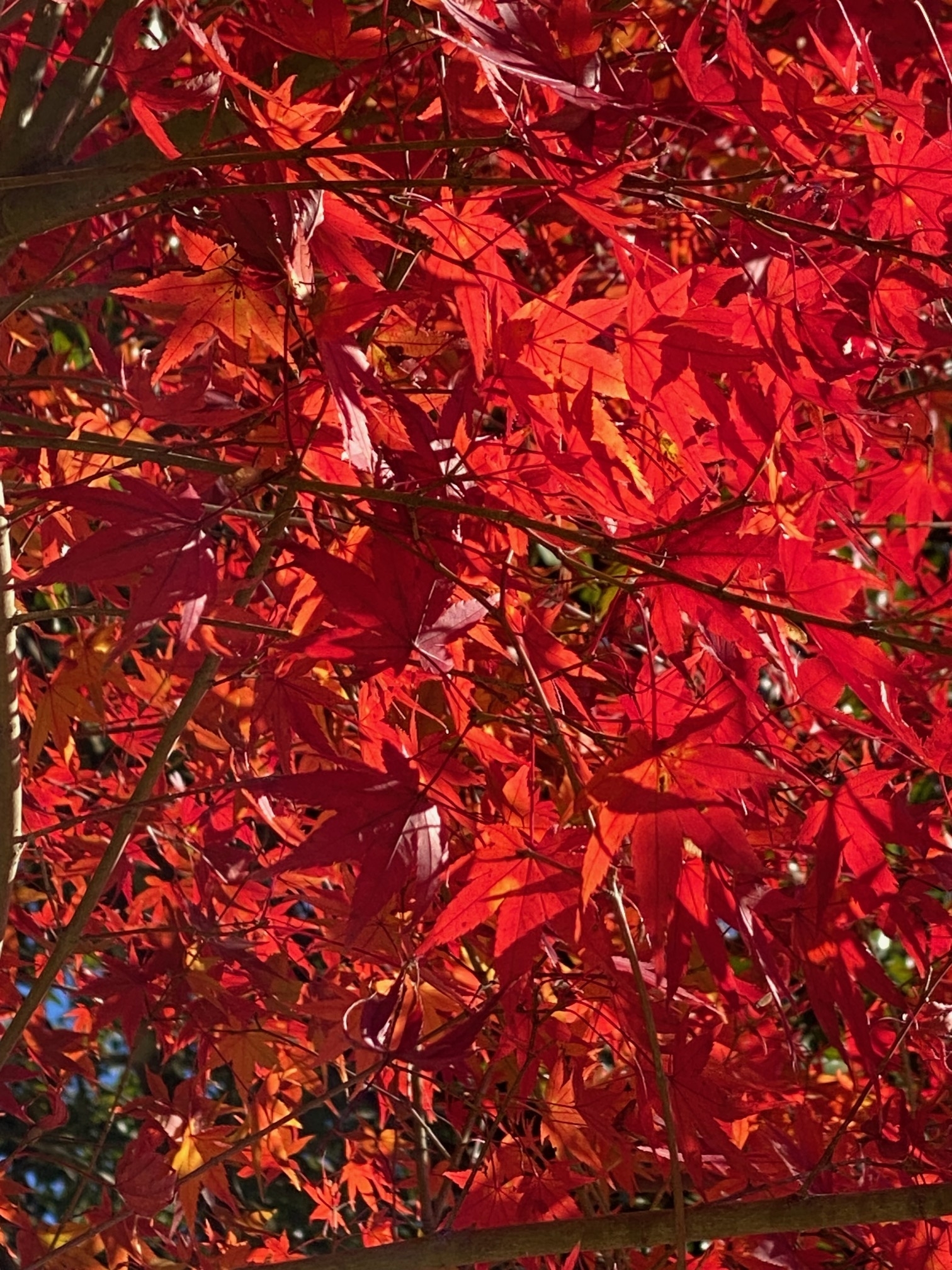 11/15 香嵐渓の紅葉 - fleurs et lapins (フルーレラパン) yukitake日記