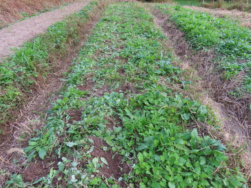 そら豆さんの種まき - ゆきまろ@山乃下農園