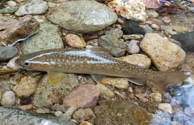 今季初渓流 - YUKI&RIKUパパのFishingブログ