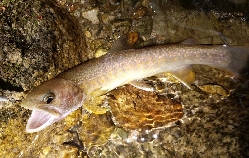 連休前半の渓流 - YUKI&RIKUパパのFishingブログ