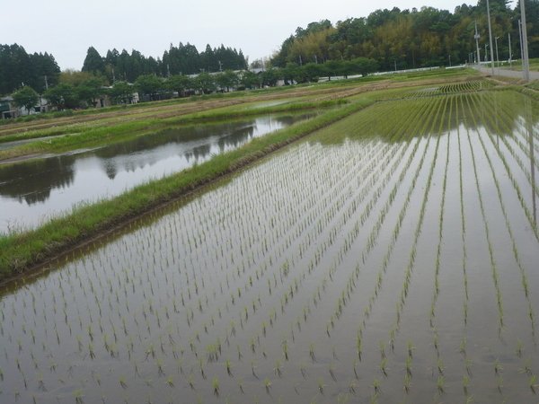 多くの方から助けられて感謝です＆ウオーキング - yukiwarisou_0222’s diary