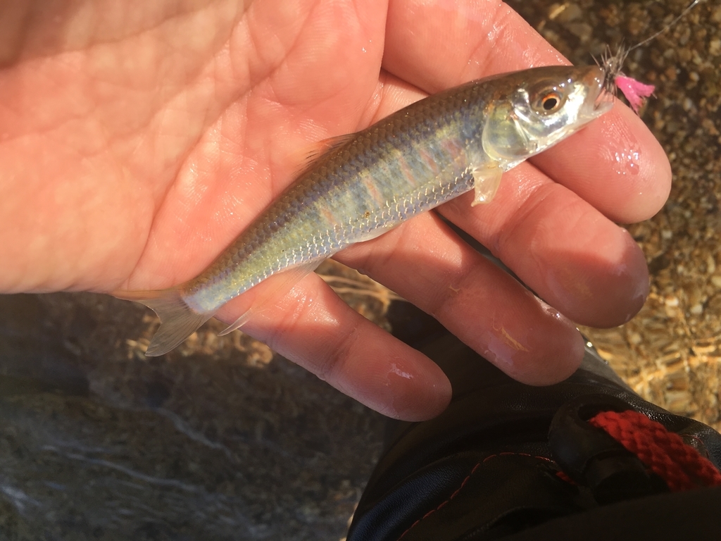 釣行記 2月3日 - Oikawa Fly Fishing