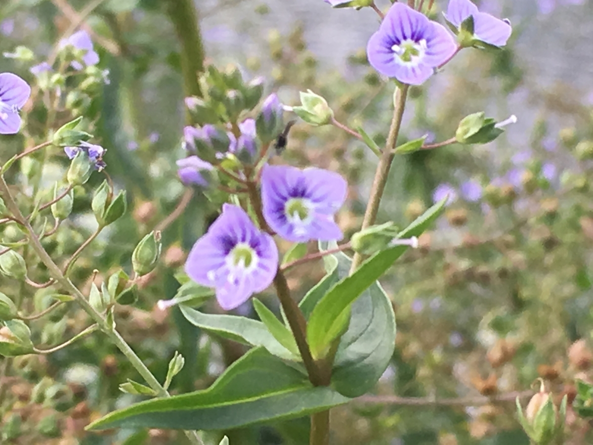 釣行記 5月17日 - Oikawa Fly Fishing