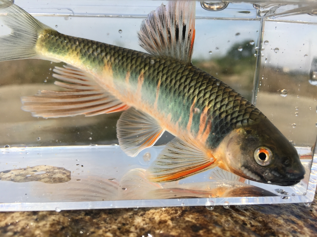 釣行記 6月1日、2日 - Oikawa Fly Fishing