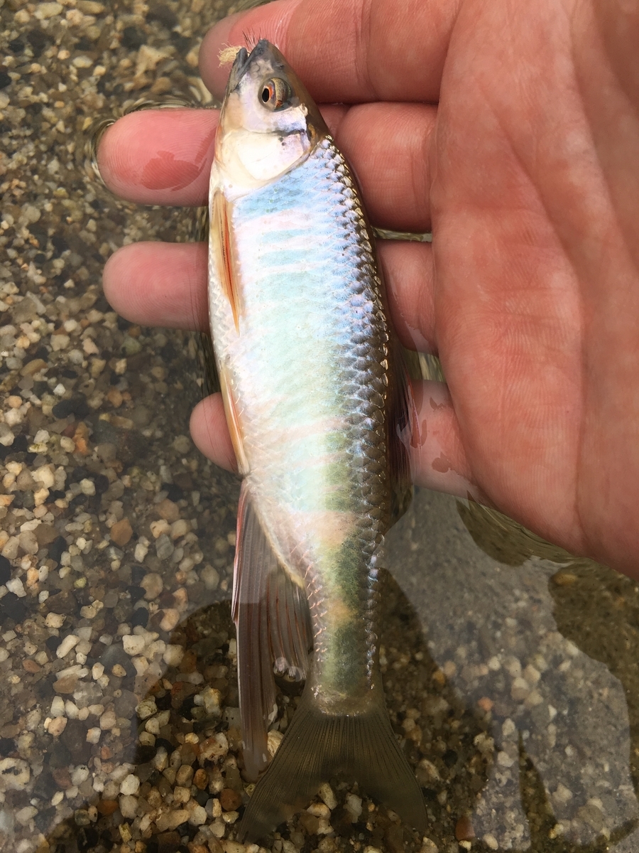 釣行記 7月15日 （あっちこっち） - Oikawa Fly Fishing