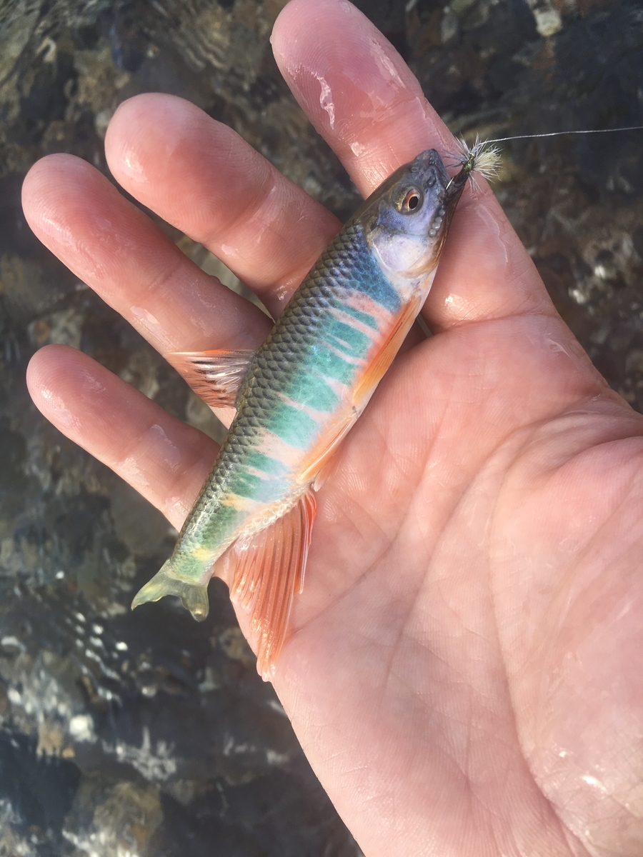 釣行記 7月26日 - Oikawa Fly Fishing