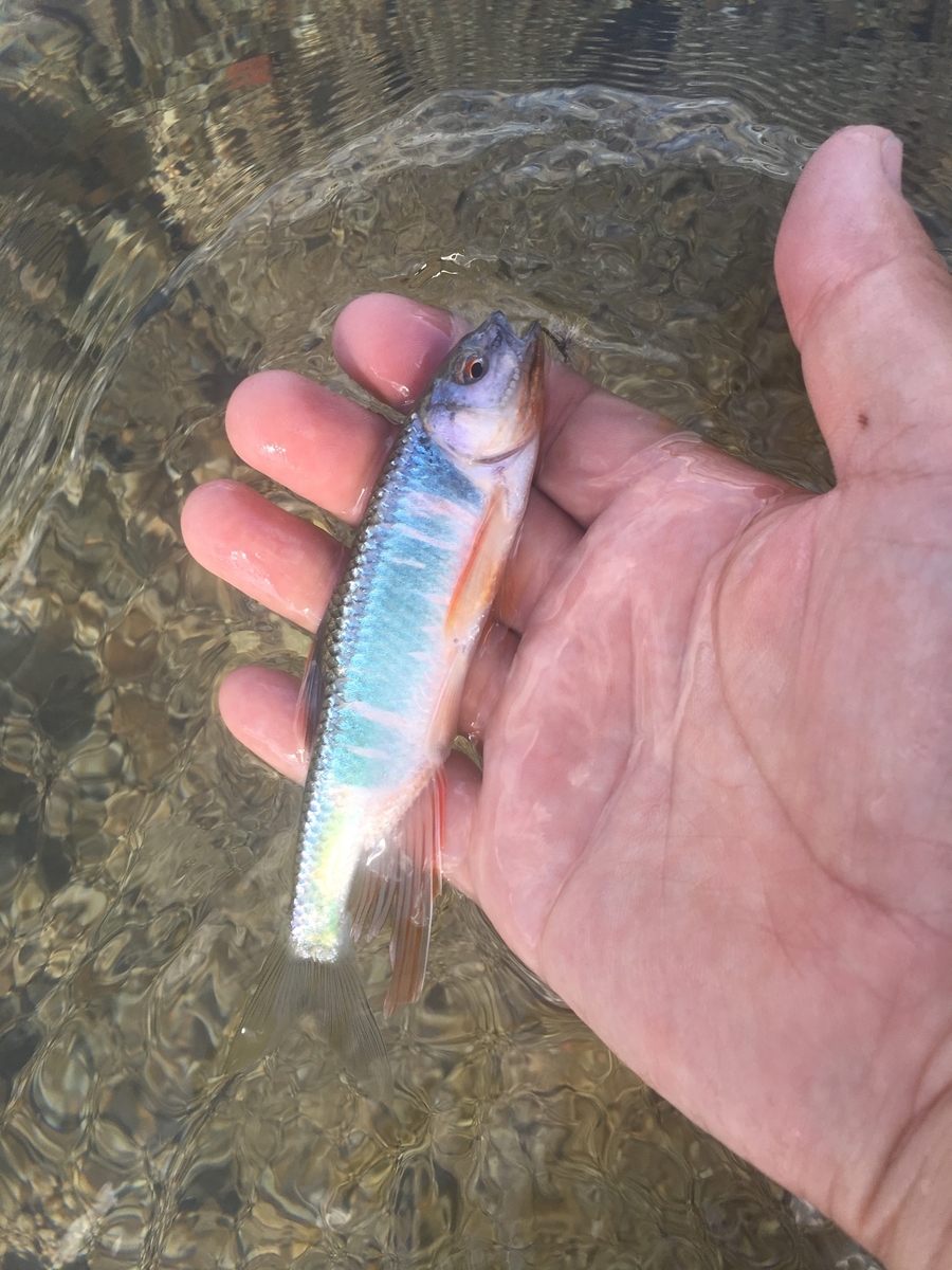 釣行記 7月26日 - Oikawa Fly Fishing