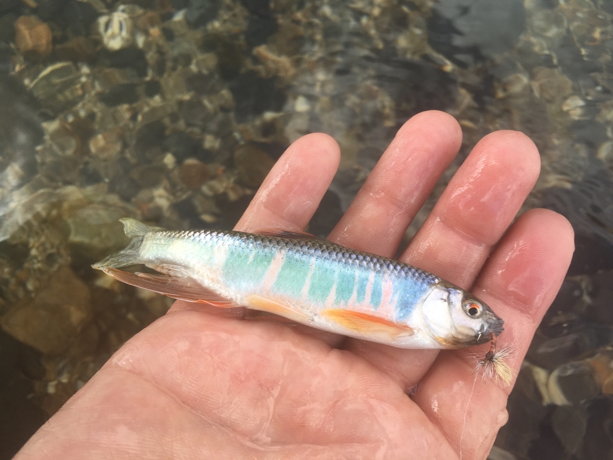 釣行記 7月26日 - Oikawa Fly Fishing