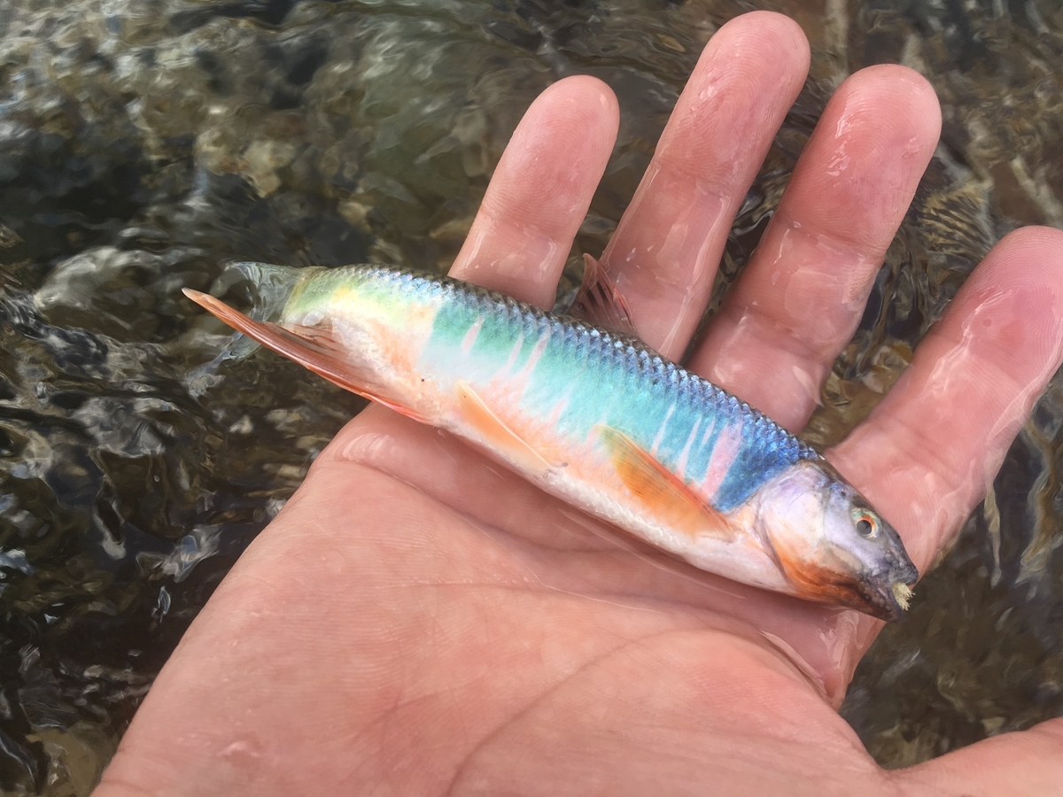 釣行記 7月26日 - Oikawa Fly Fishing