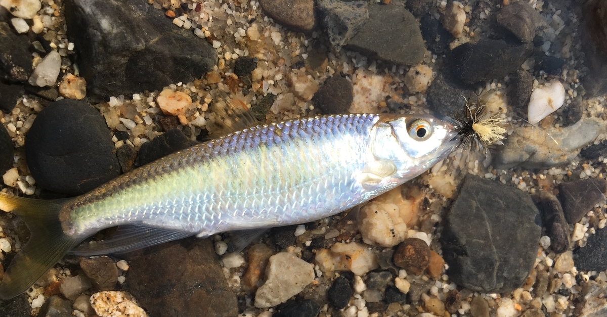 釣行記 8月17日（2回目） - Oikawa Fly Fishing