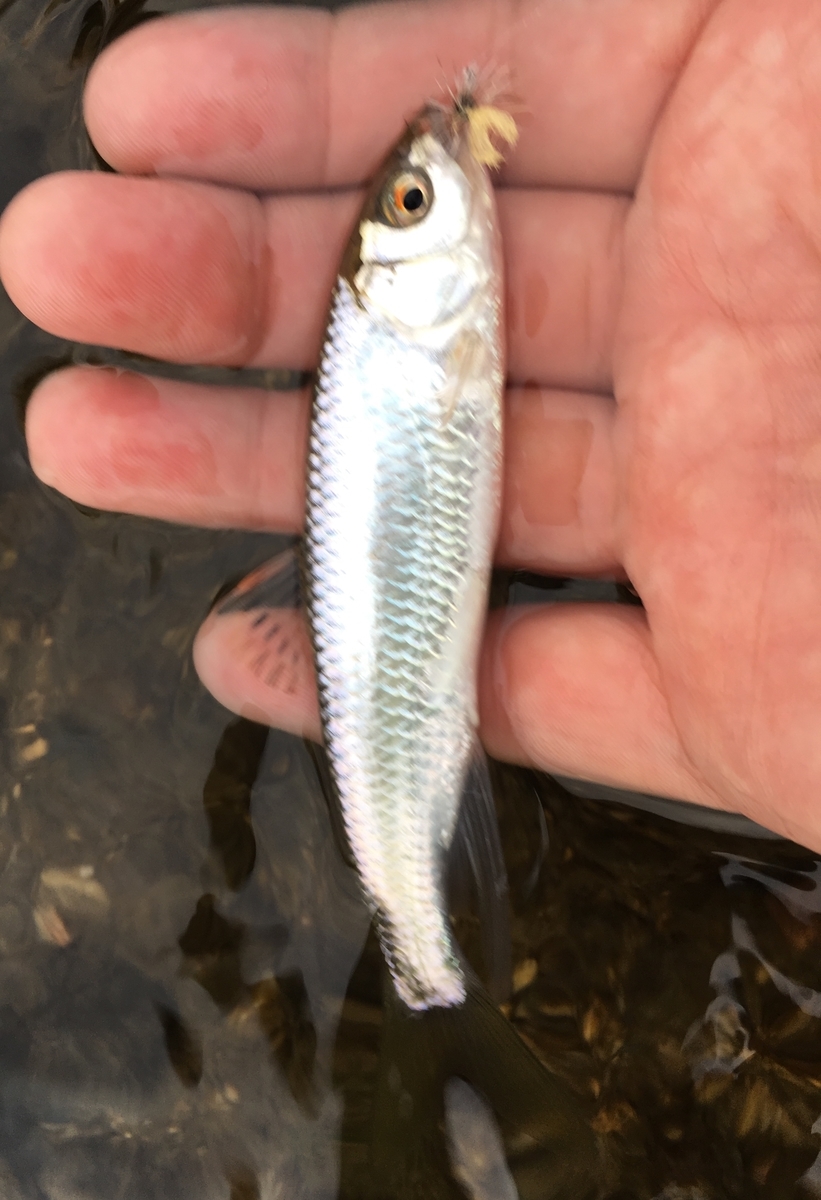 釣行記 9月22日（高活性） - Oikawa Fly Fishing