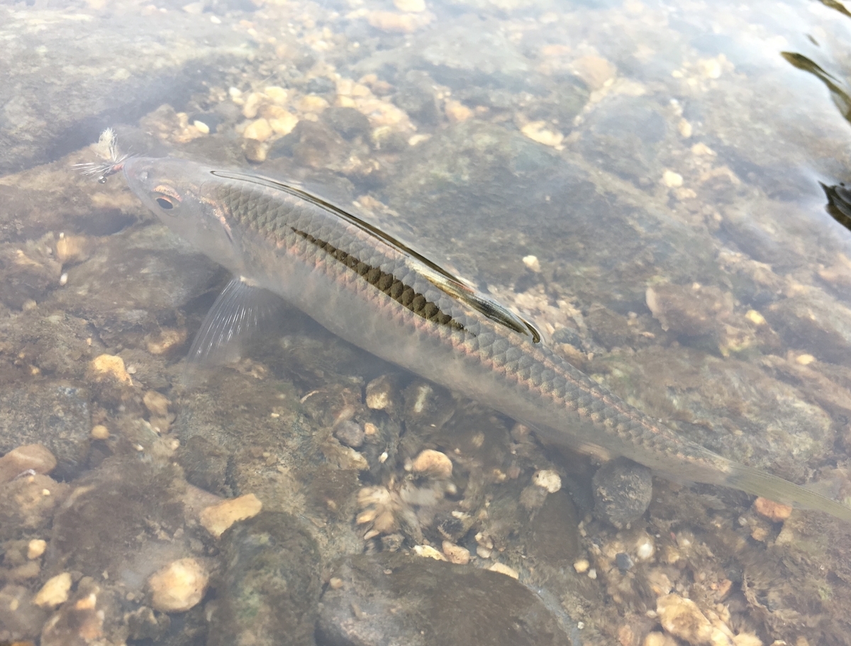 釣行記 9月22日（高活性） - Oikawa Fly Fishing