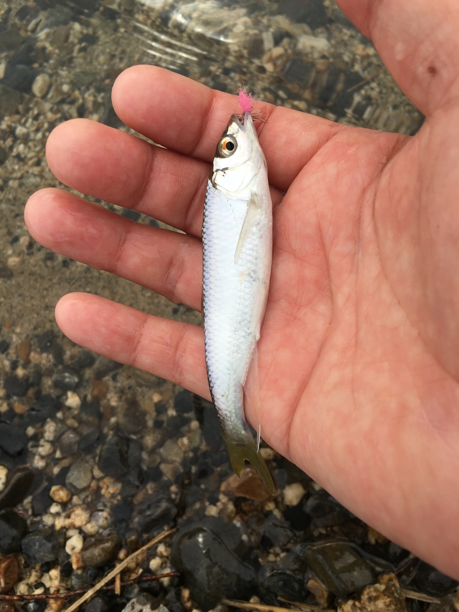 釣行記 10月27日（また雨のあと） - Oikawa Fly Fishing