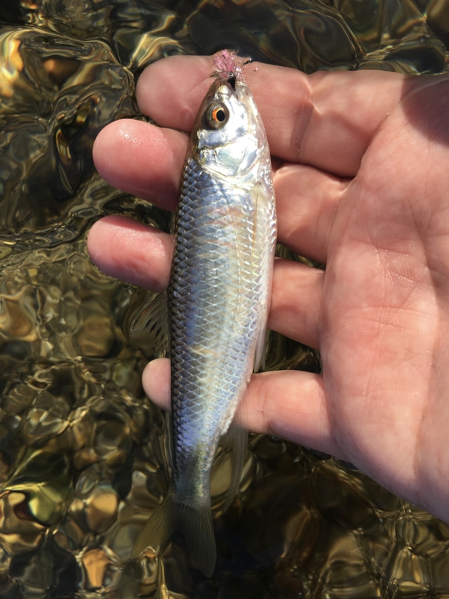 釣行記 11月10日 - Oikawa Fly Fishing