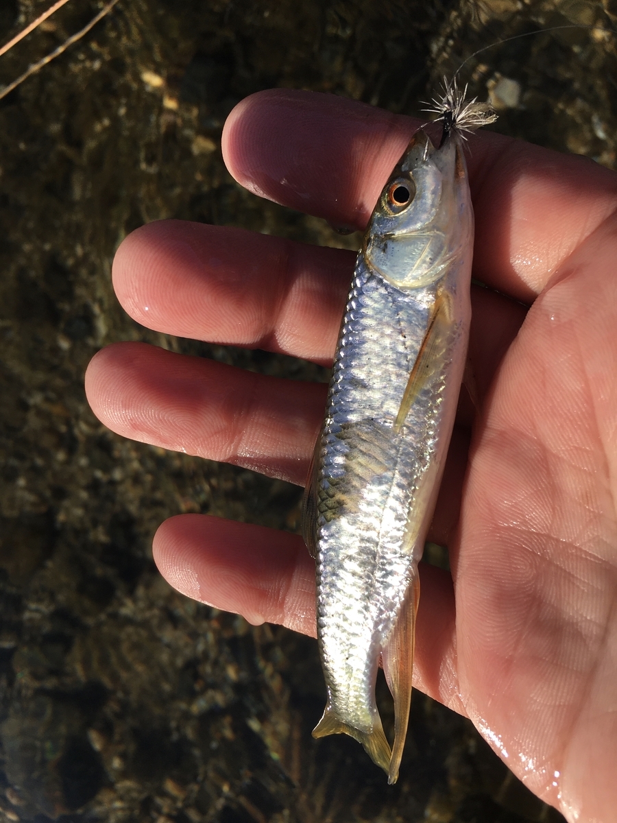 釣行記 12月15日 - Oikawa Fly Fishing
