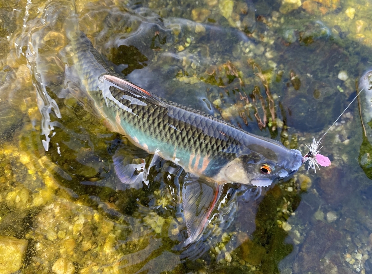 釣行記 ‘20/6/7 - Oikawa Fly Fishing