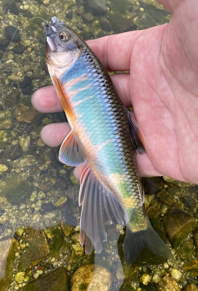 釣行記 ‘20/6/9 - Oikawa Fly Fishing