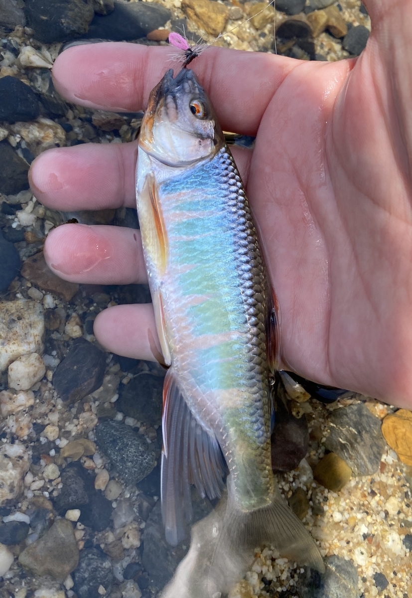 釣行記 ‘20/6/29 - Oikawa Fly Fishing