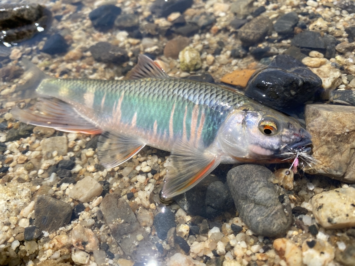 釣行記 ‘20/6/29 - Oikawa Fly Fishing
