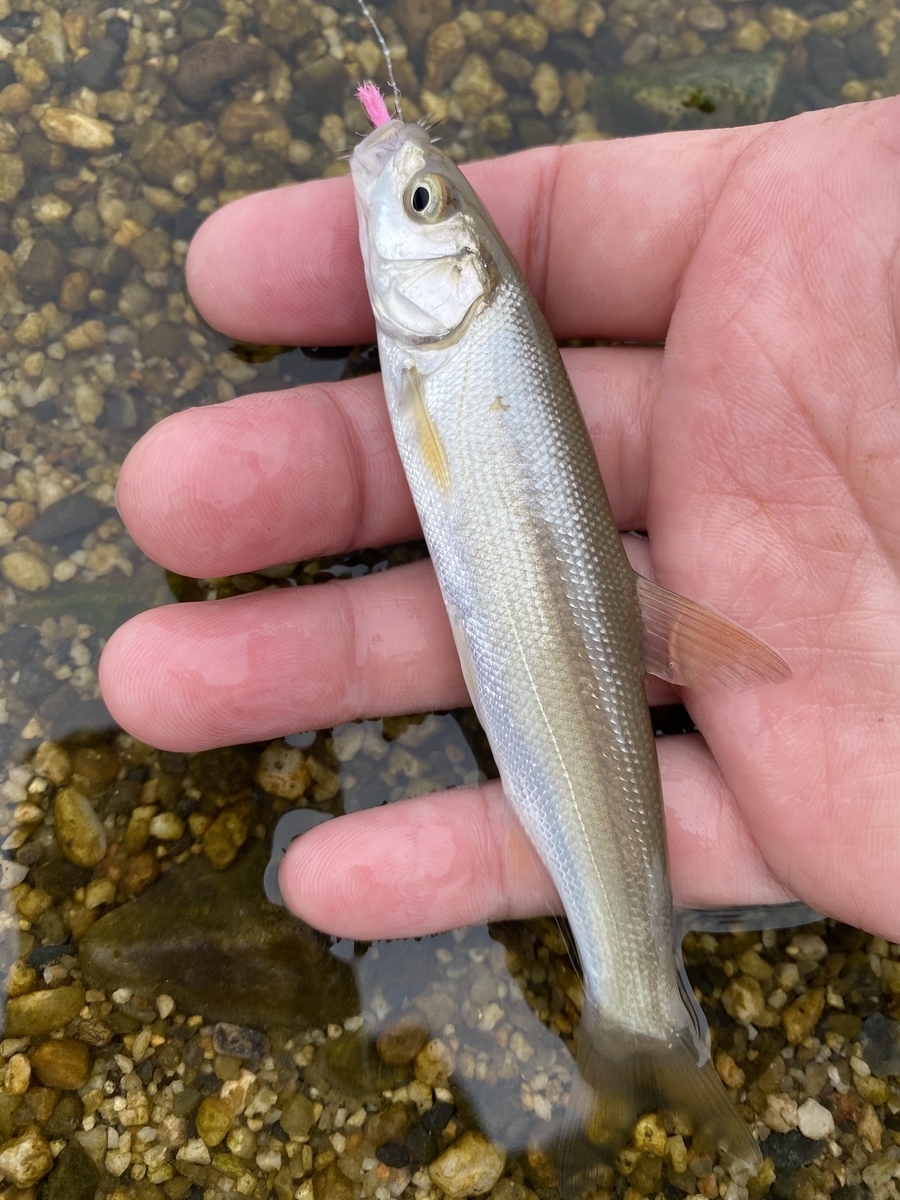 釣行記 ‘20/9/20 - Oikawa Fly Fishing