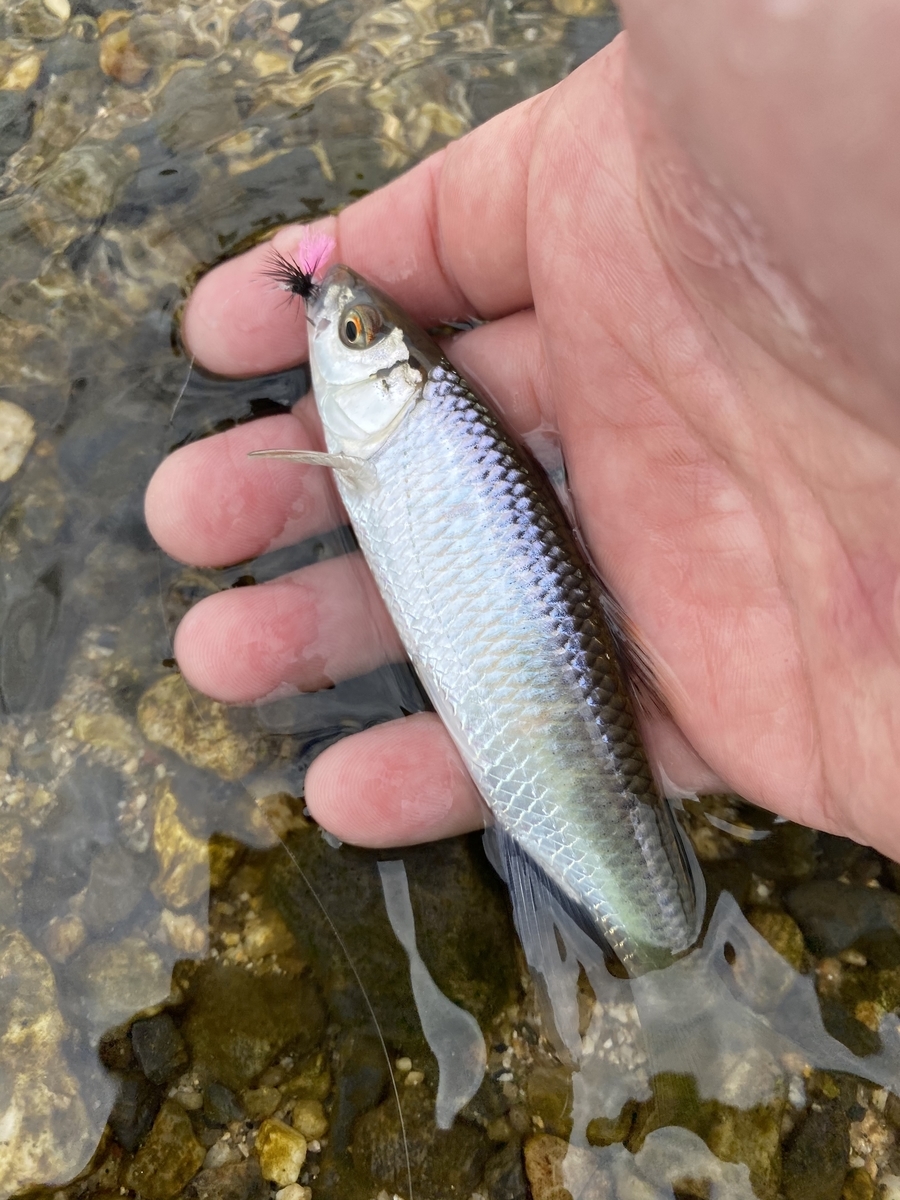 釣行記 ‘20/9/20 - Oikawa Fly Fishing